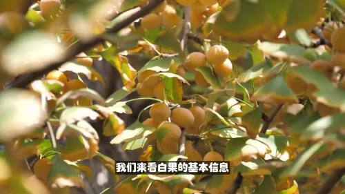 银杏果竟是"活化石"?揭秘千年银杏隐藏的神奇功效!