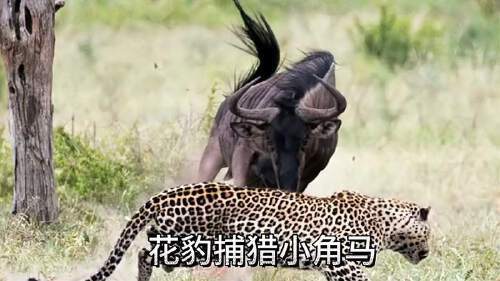 生命倒计时60秒!刚落地的小角马如何逃过死神围猎?