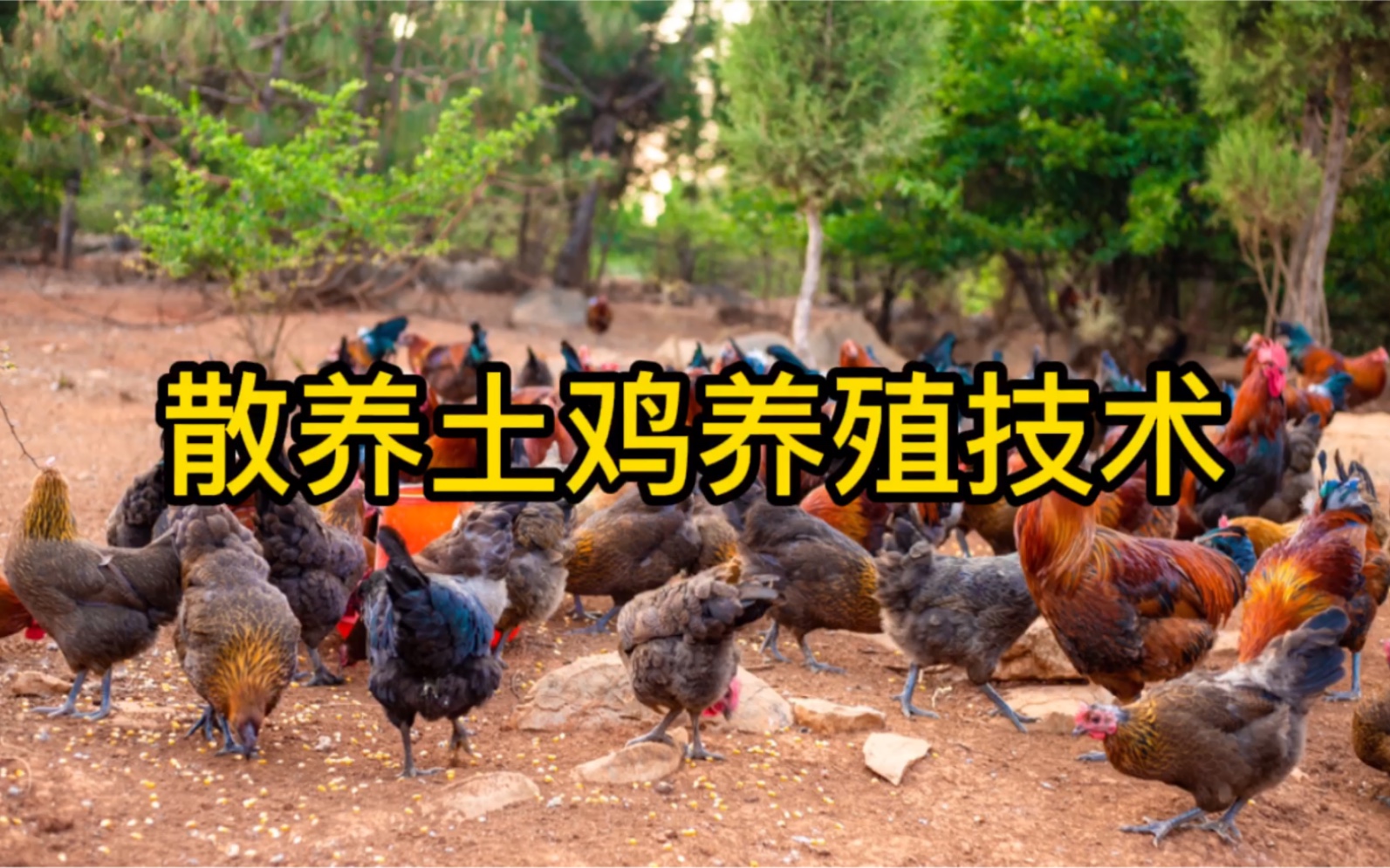 农村生态散养土鸡养殖技术