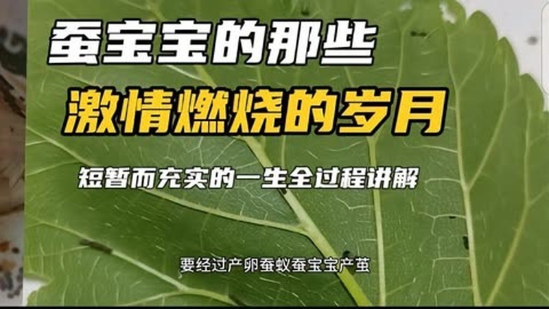 蚕宝宝的激情燃烧的岁月,短暂又充实一生的全过程讲解