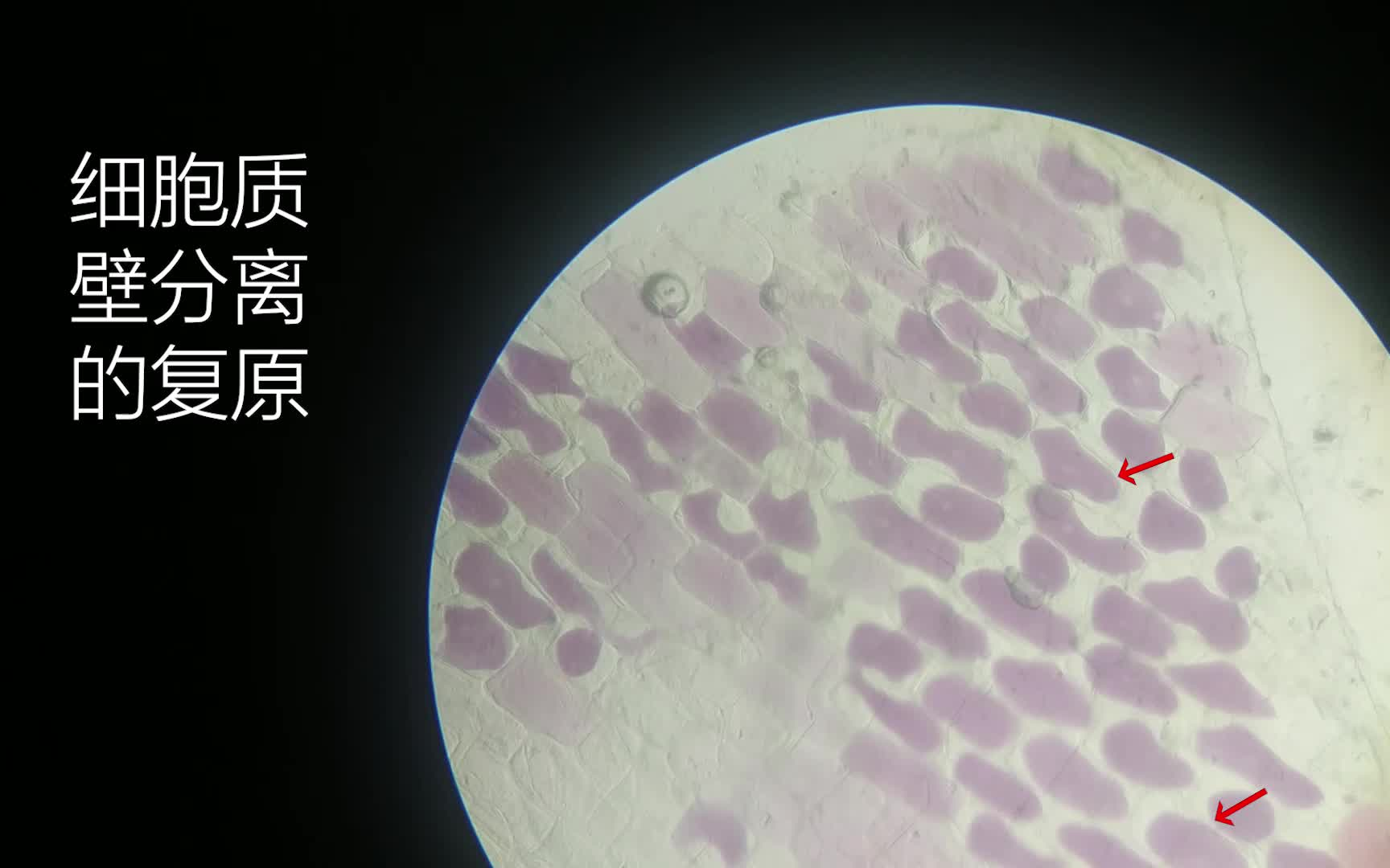 质壁分离的复原