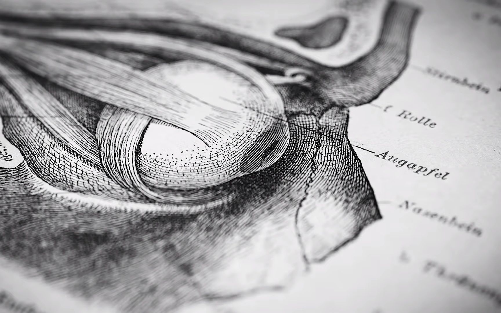 如何增强肠道微生物群以促进大脑和整体健康Huberman Lab Pod#61