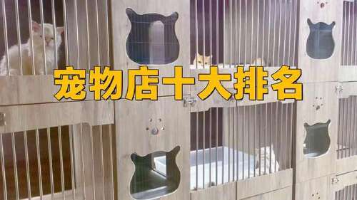 铲屎官必看!全国十大宠物店排行榜,你家主子去过几家?