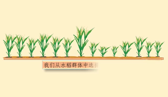 PPT动画,萌新制作,水稻小动画