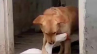 大白鹅在散步时遇上金毛犬,狗子一口咬住它,直拉拖进了小黑屋