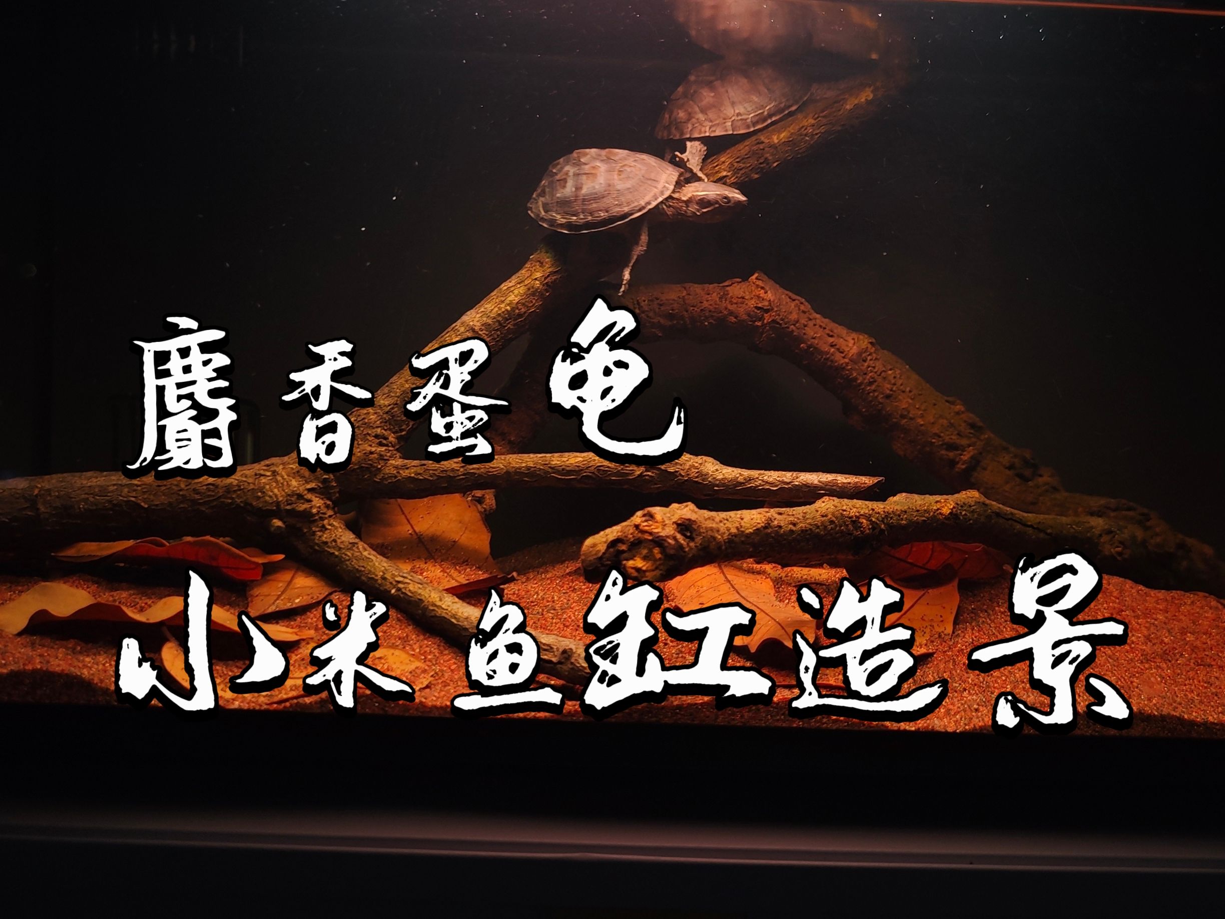 3只小麝香的新环境,小米鱼缸龟缸造景