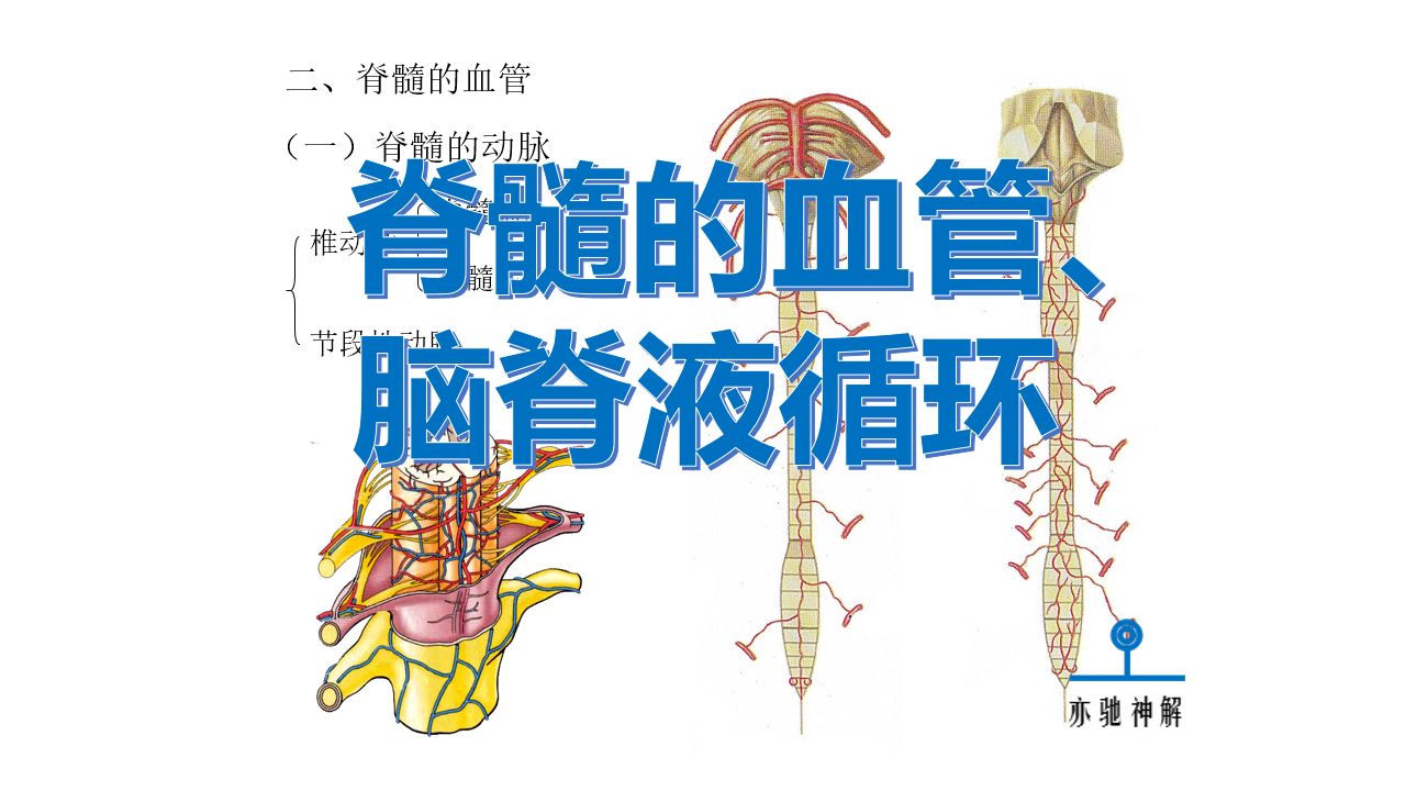 神经解剖学:脊髓的血管、脑脊液产生与循环