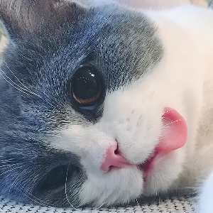 甘草魔杖降价了 