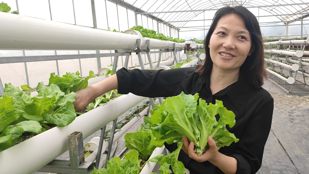 大家族种业公司王总介绍立体种植生菜的情况