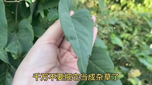 在户外遇见这种植物不要不认识,用途非常强大,何首乌你见过吗?