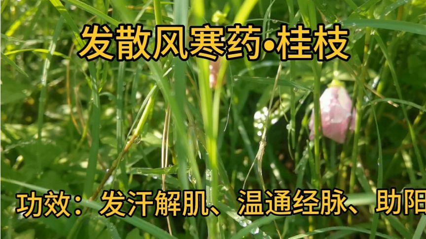 发散风寒药•桂枝(介绍桂枝的功效、应用、用法用量及注意事项)
