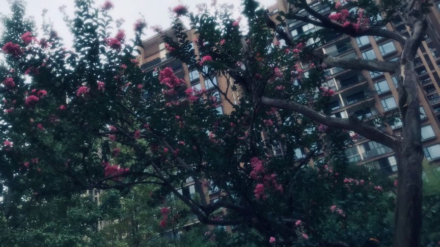 花儿朵朵花开淡墨痕。不要人夸好颜色