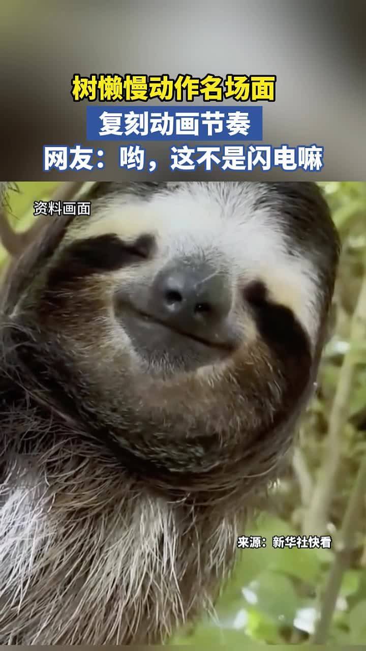树懒慢动作名场面!复刻动画节奏,网友:哟,这不是闪电嘛