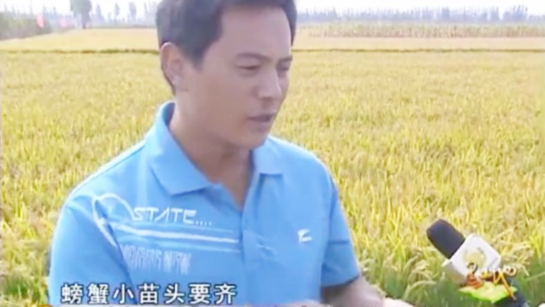 农村大叔曝光:稻田养殖“螃蟹”的核心秘密!