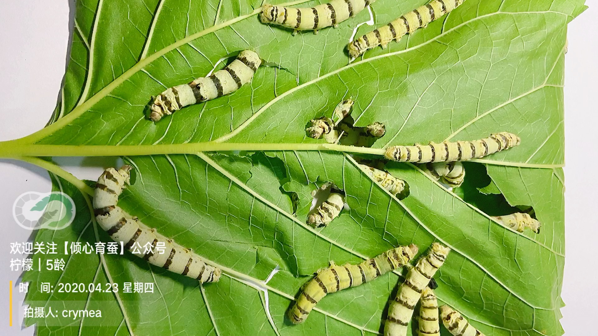 倾心育蚕;柠檬蚕;绿斑马蚕;蚕宝宝