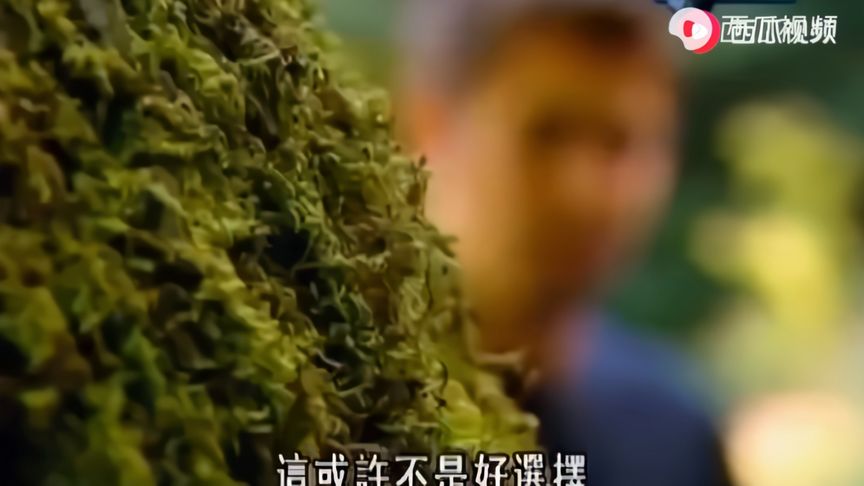 滚动的石头不长苔藓,是真的吗