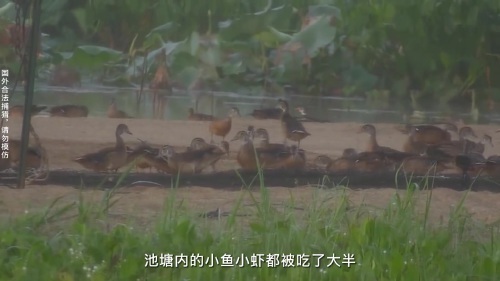 池塘野鸭子泛滥,池塘主设置陷阱捕捉,一网就捕获上百只