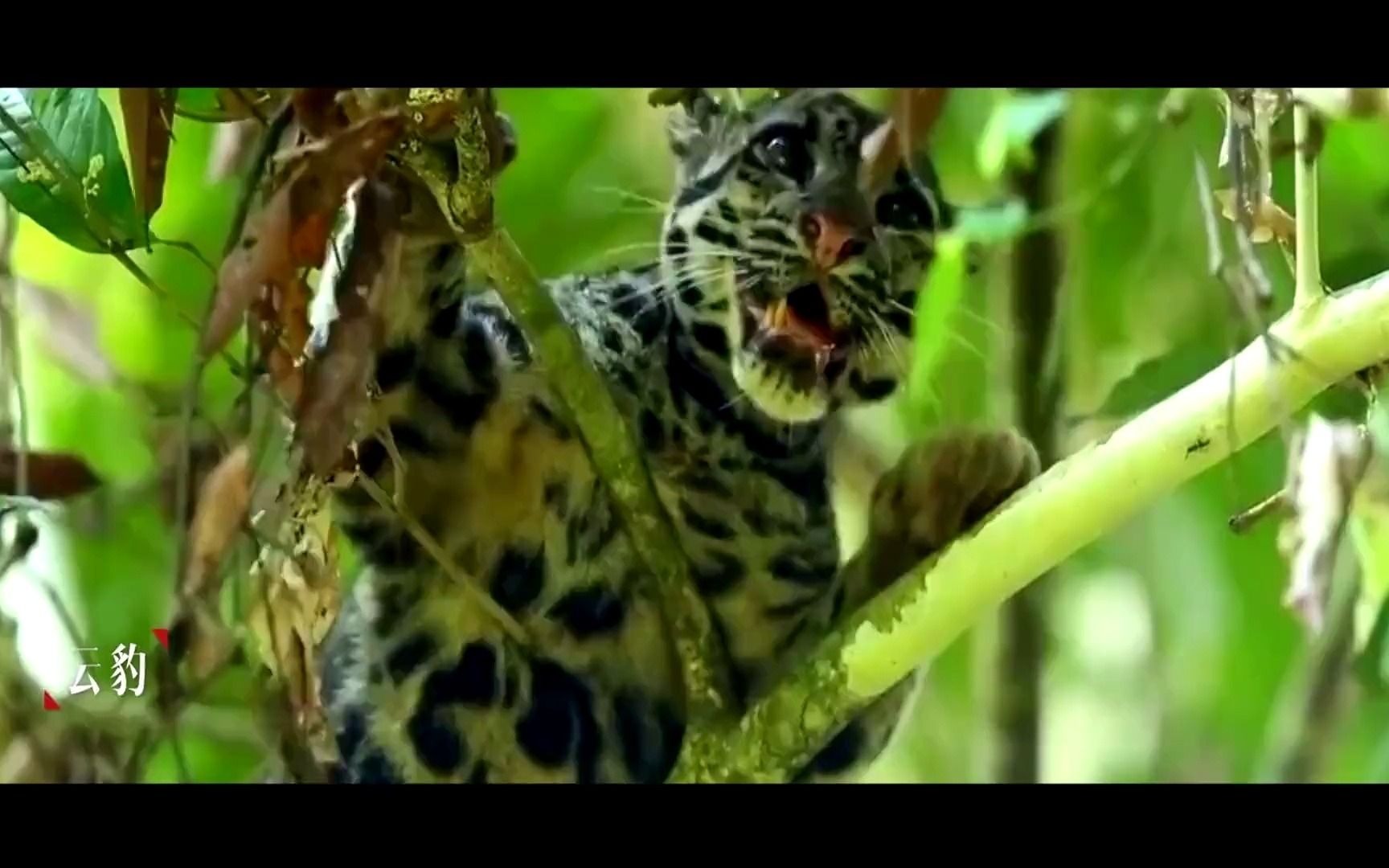 保护生物多样性主题宣传片—安徽篇