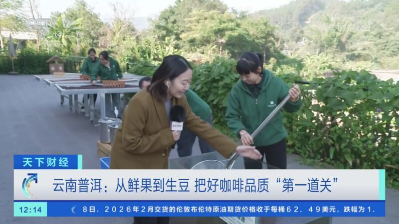 [天下财经]云南普洱:咖啡加工工 用专业技能解锁咖啡风味密码