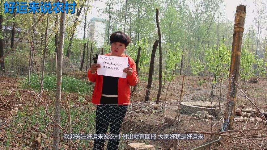 好运来说农村:探访樱花树的种植方法