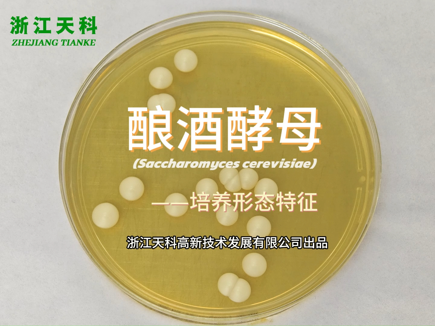 菌菌观察记丨第十五期——酿酒酵母