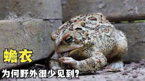 蟾衣贵过黄金!野外为何一衣难求?揭秘万元蟾衣背后的真相