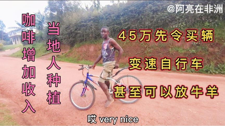 非洲当地人种植咖啡树增加收入,小伙子骑自行车放牛羊!
