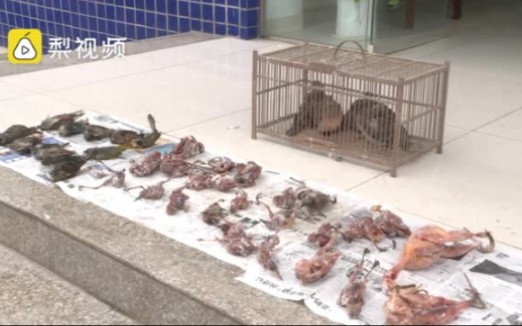 还敢吃? 男子疫期猎捕野生鸟类被拘,包含二级保护动物