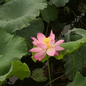 由现实到虚拟的搬运工 