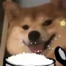 干饭小狗-- 