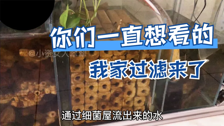 鱼缸过滤用哪些滤材,怎么样摆放能发挥最大过滤作用