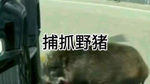 全球围猎野猪大战:看各国如何高能智擒狂暴猪群