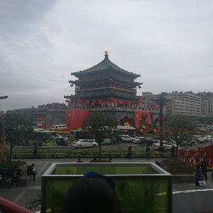 何首乌洋了个洋首乌 