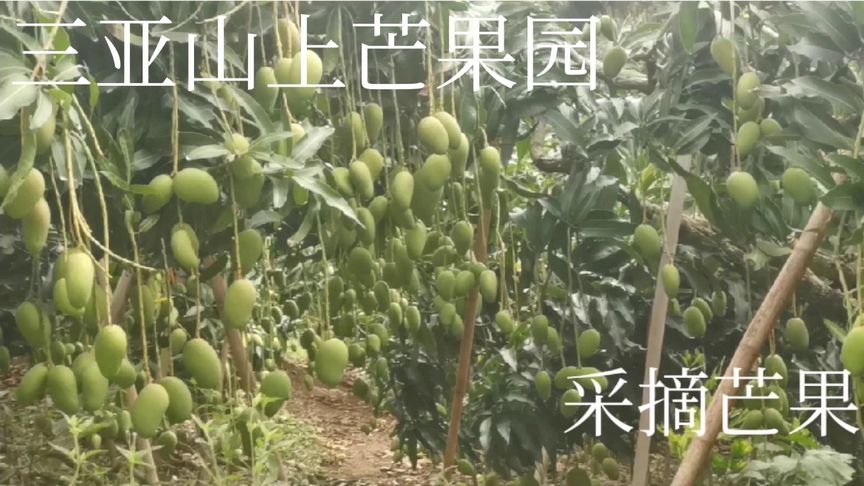 芒果树生长在有石头的山上,结出的果子味道好,如在平常地里不好