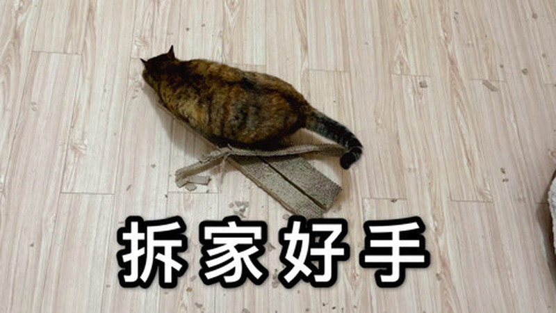 猫咪的破坏力不容忽视,连温柔会撒娇的狸花猫,拆家也是一把好手
