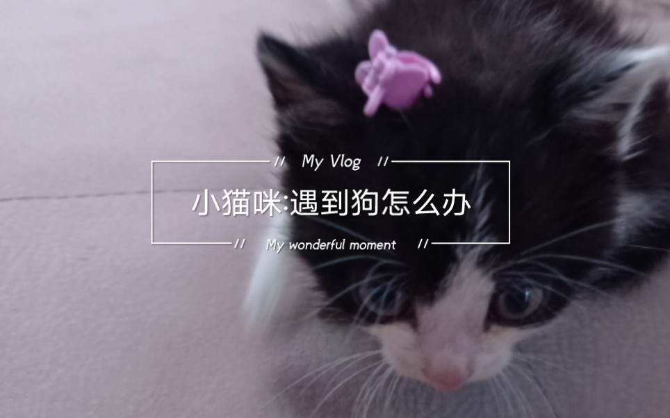小猫咪的搜索记录:遇到狗怎么办,家里有狗怎么办