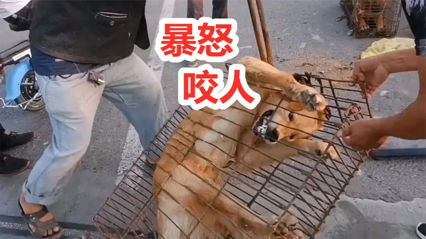 金毛犬发狂咬人,狗主人狠心处理,最终去处令人泪目