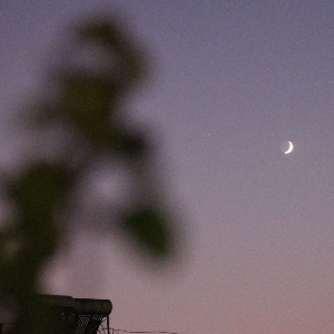 松子捞月 
