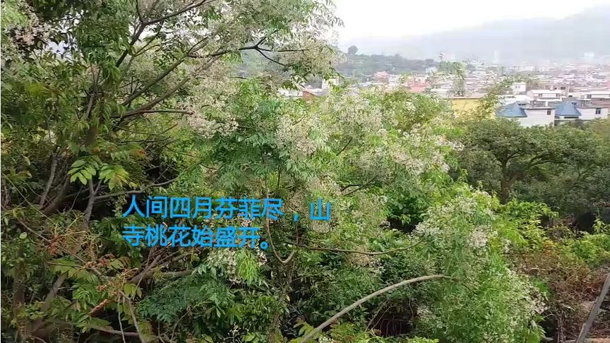 杨梅中期管理,蔬果保质量