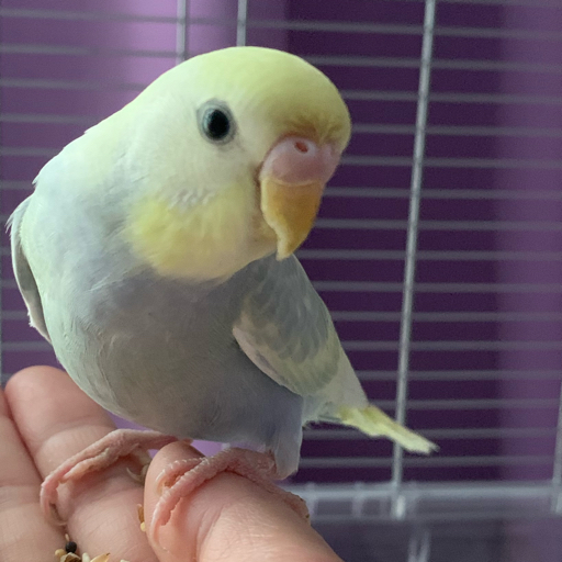 鸡仔包KiKi 