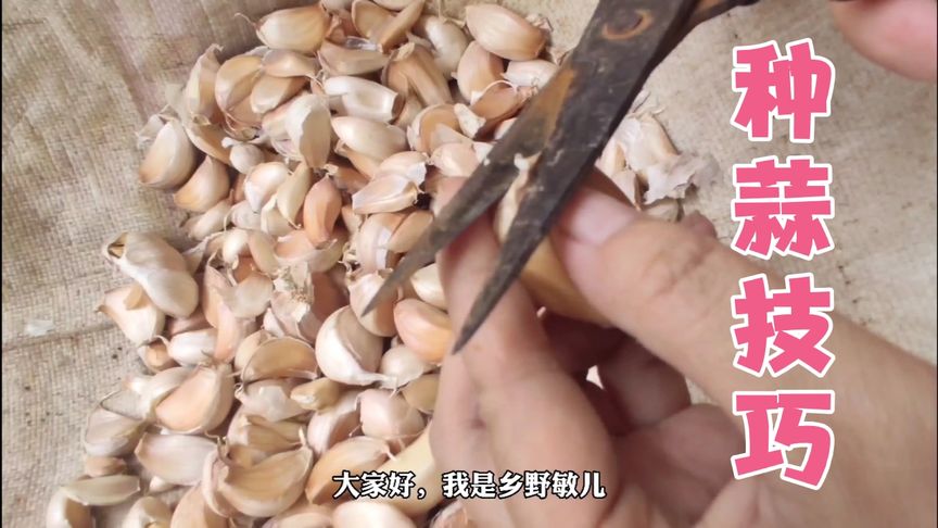 种蒜技巧:在种蒜前要做到这5点,蒜苗出苗快又高产