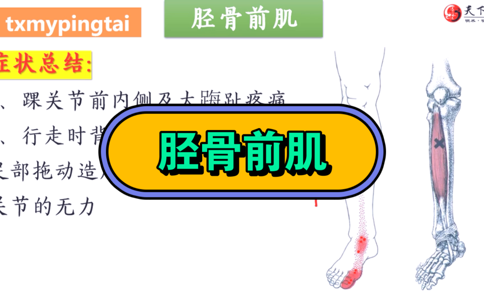 超详细的【胫骨前肌】讲解——解剖、激痛点、处理方法!