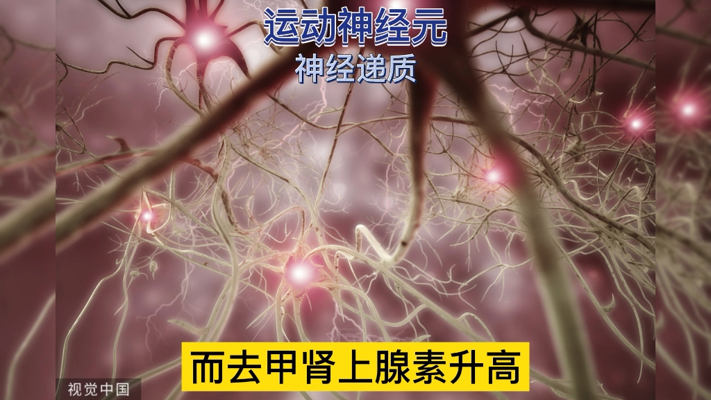 运动神经元与神经递质