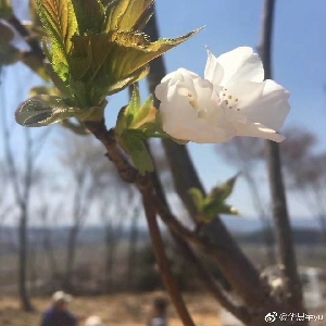 黎ia 
