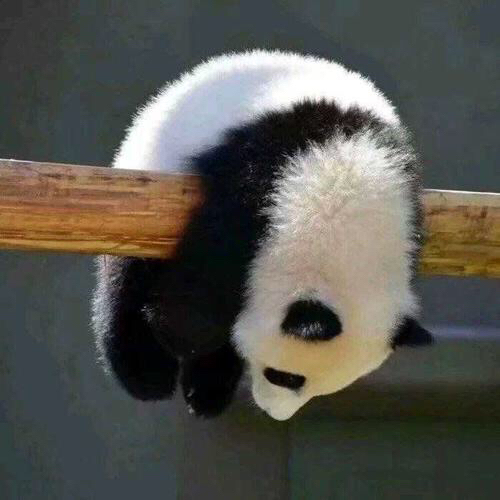 还是滚滚最可爱 