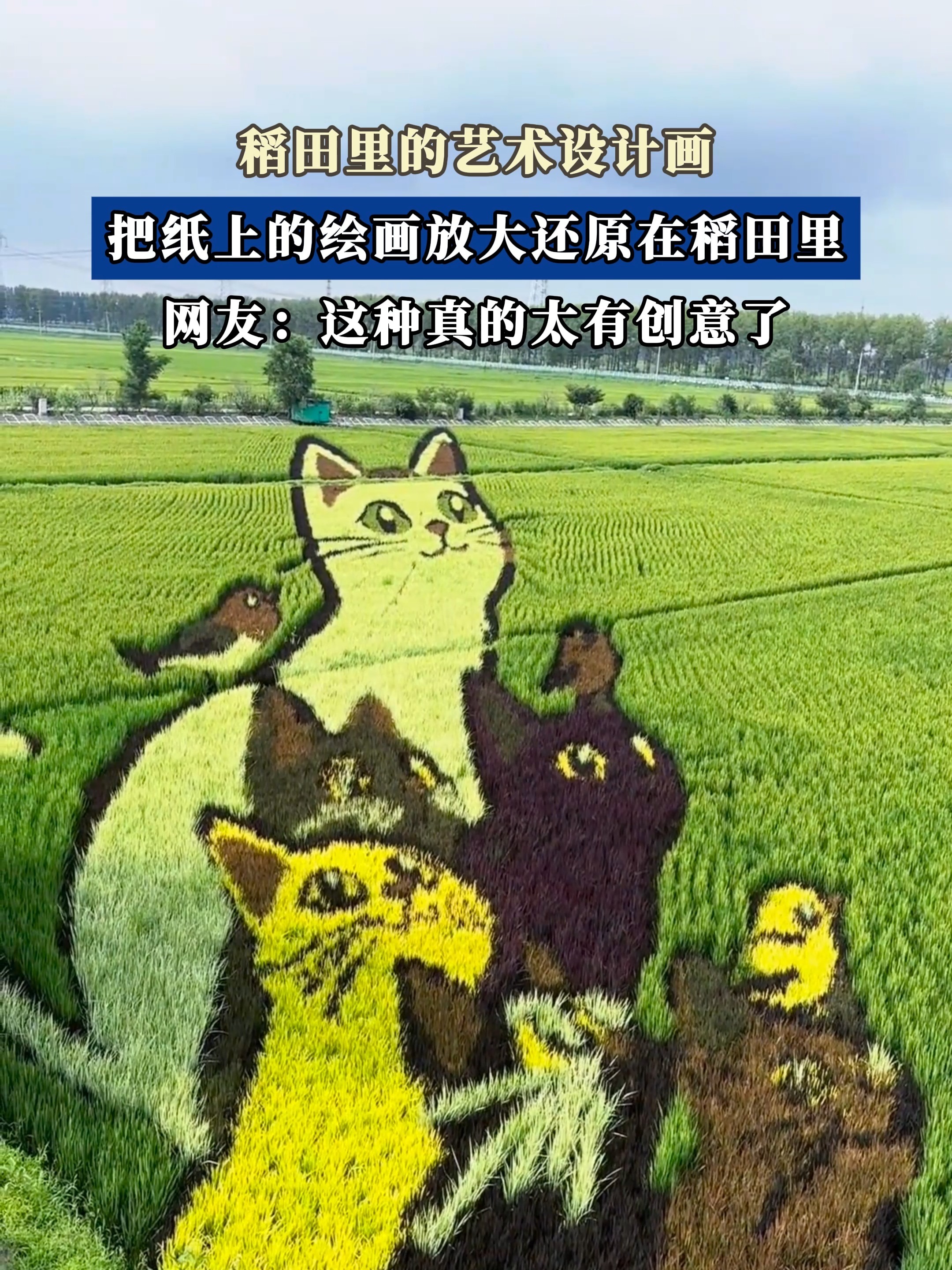 稻田里的艺术设计画,把纸上的绘画放大还原在稻田里