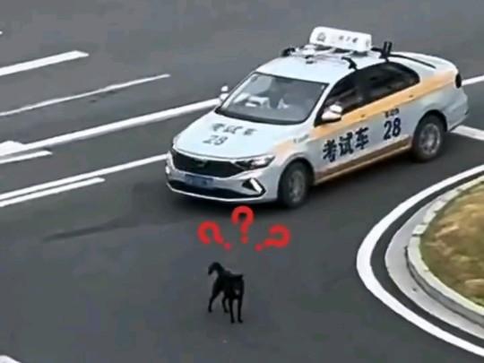 驾校学员考科目三被狗子挡了道,后跟车教练下车飞奔撵狗,教练:主打...