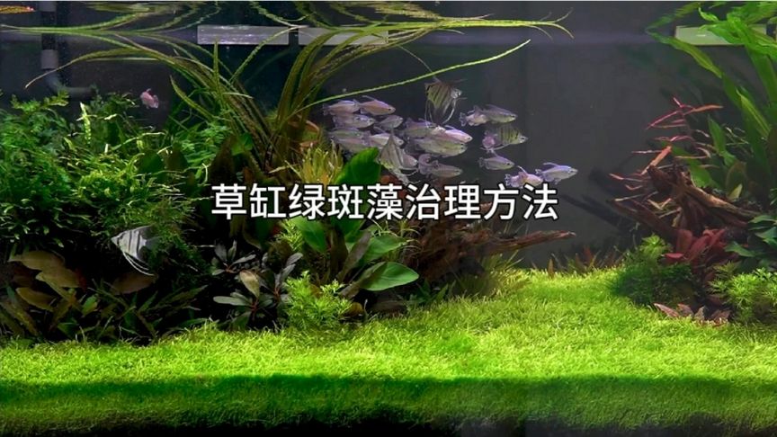 草缸绿斑藻的治理方法