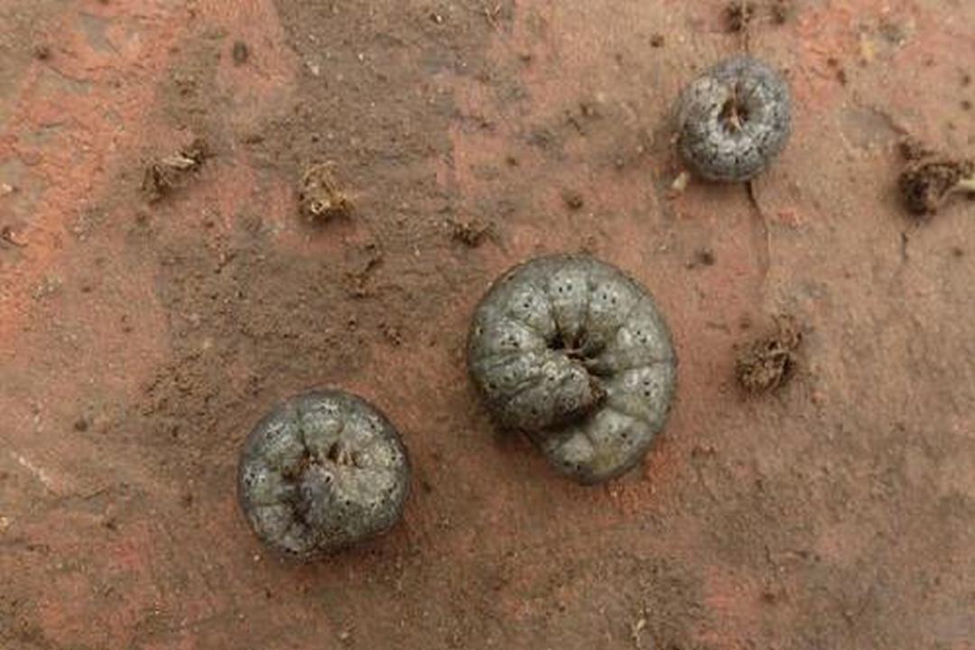 农村常见的白土蚕有什么作用,在哪里可以找到?