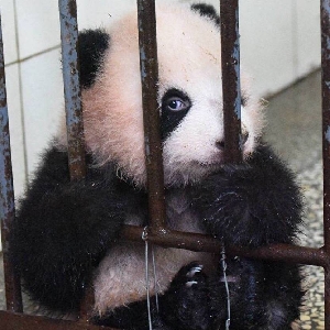 心上崽是胖大海 